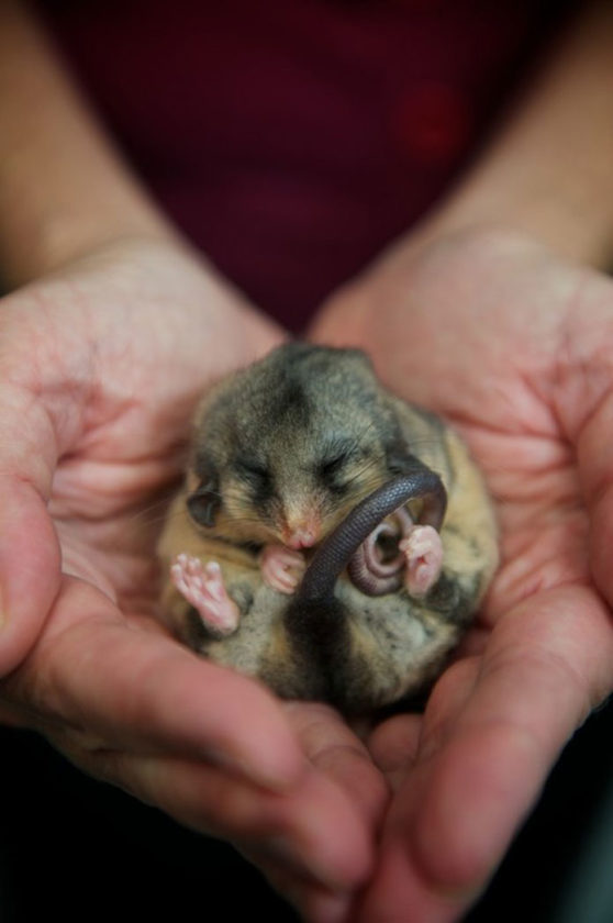 Save Buller Pygmy Possums: lights out, no bogong burgers! ⋆ SnowAction
